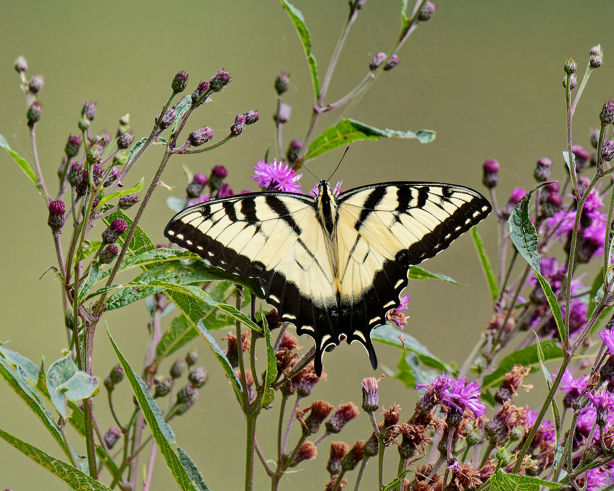 Insect Photo Gallery: Discover the Beauty and Diversity of Insects