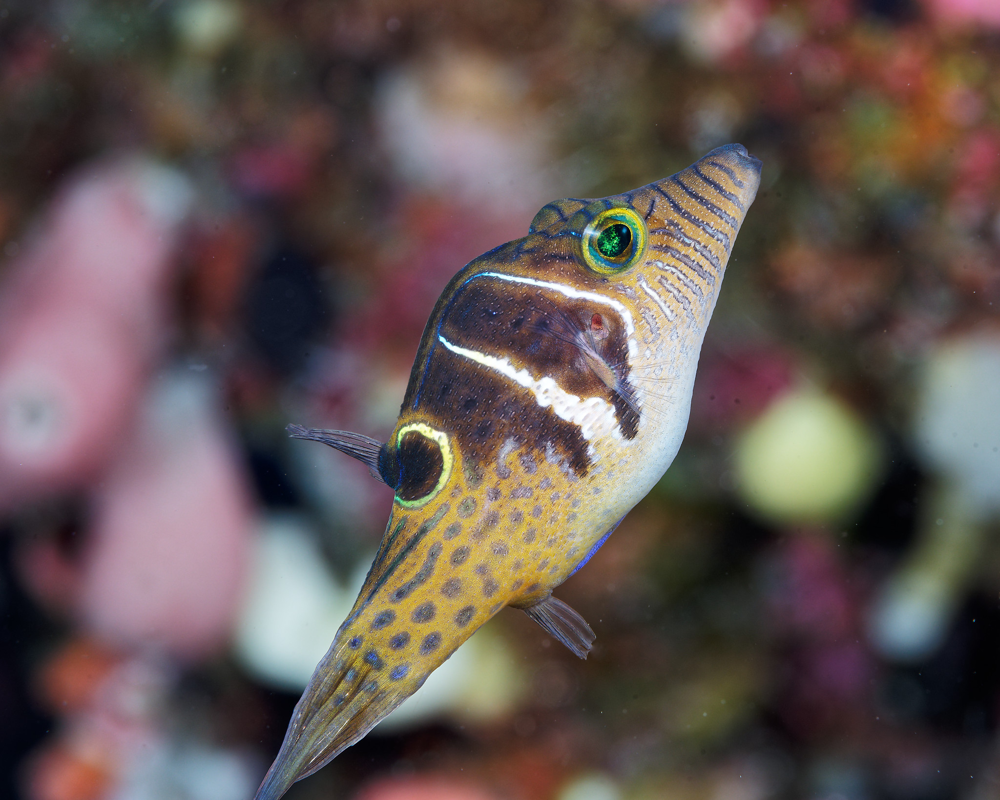 Fish Fish Fish - Wild InSights