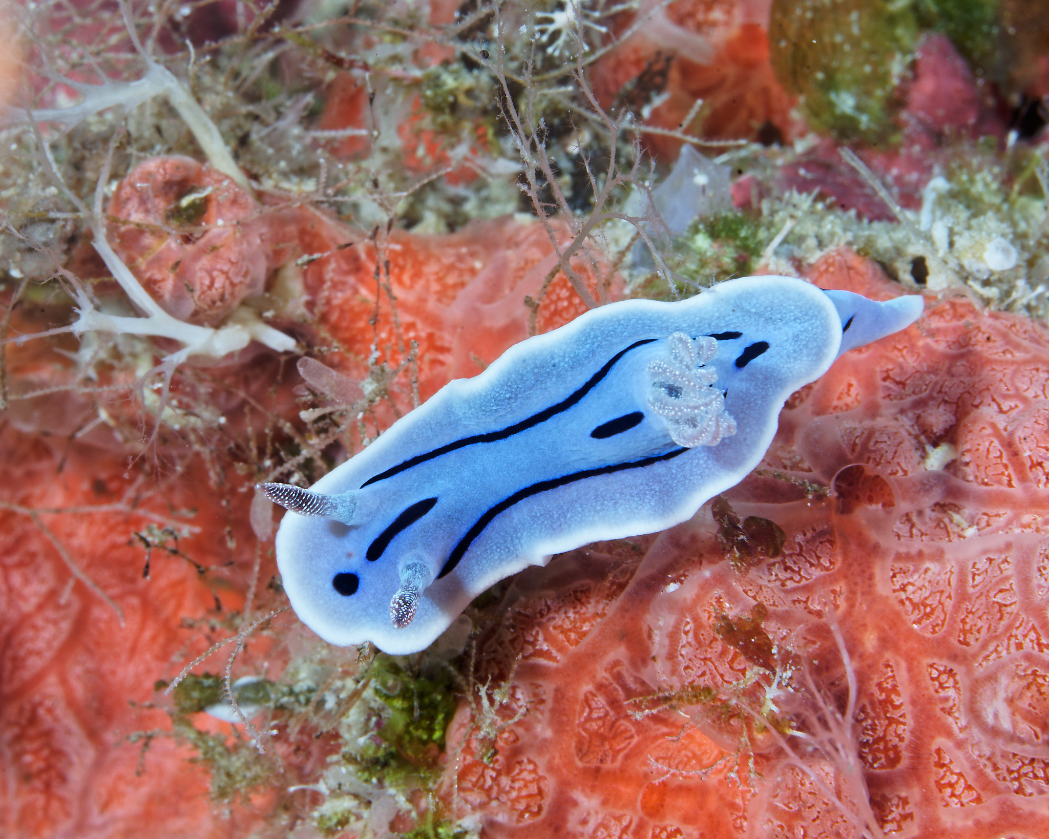 Sea Slugs - Wild InSights