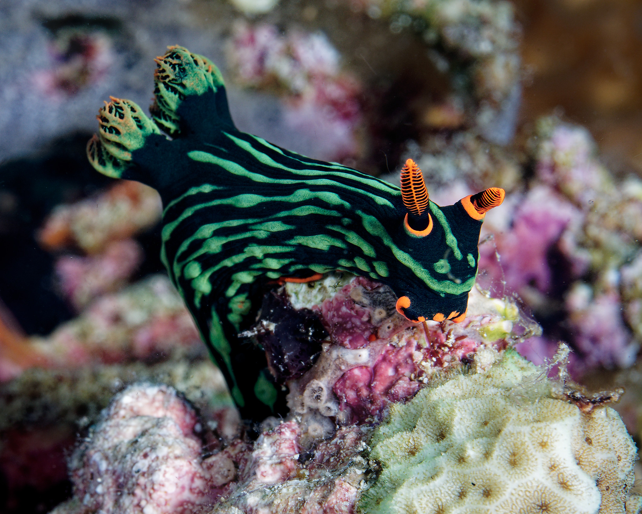 Sea Slugs - Wild InSights