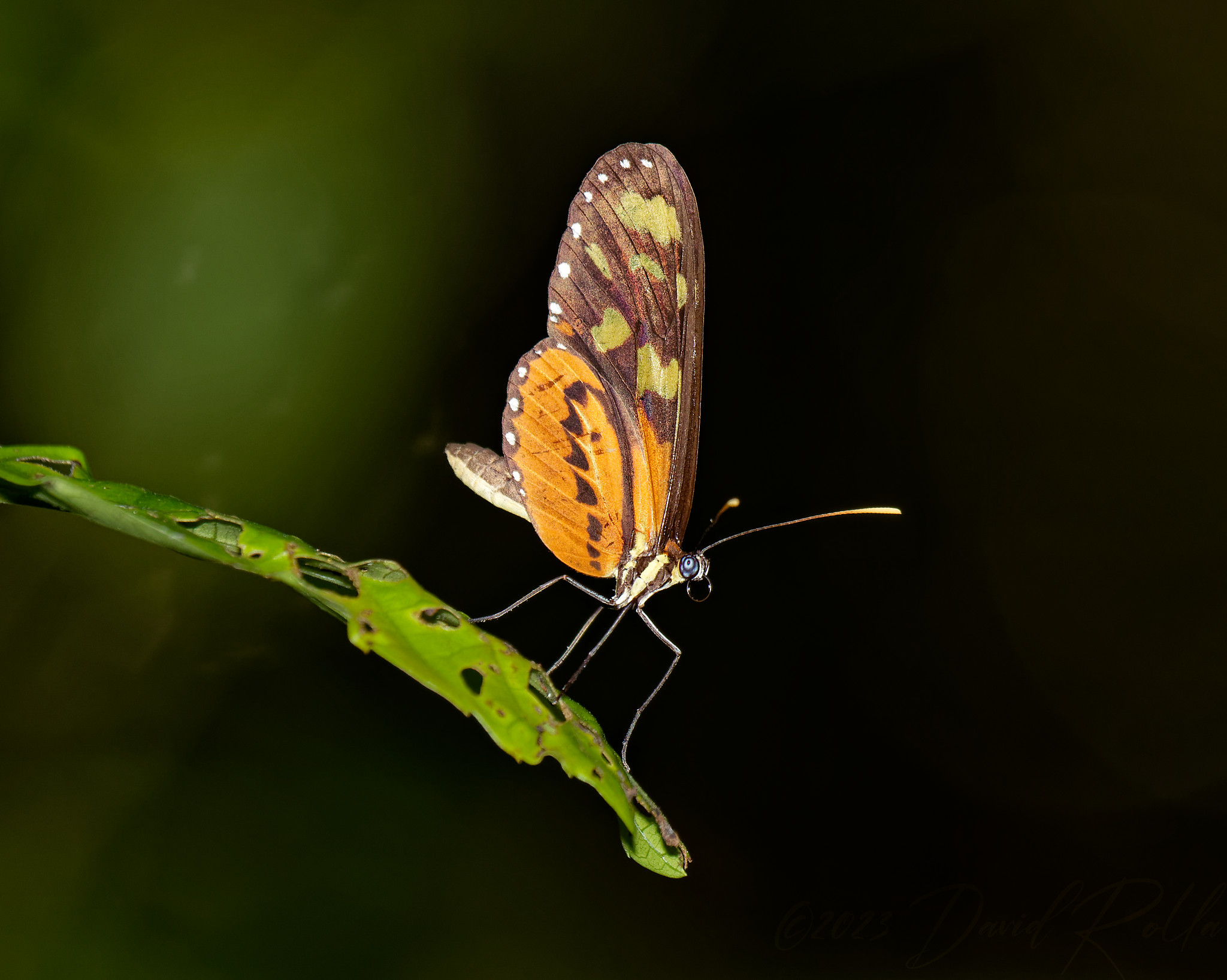 Insect Photo Gallery: Discover the Beauty and Diversity of Insects